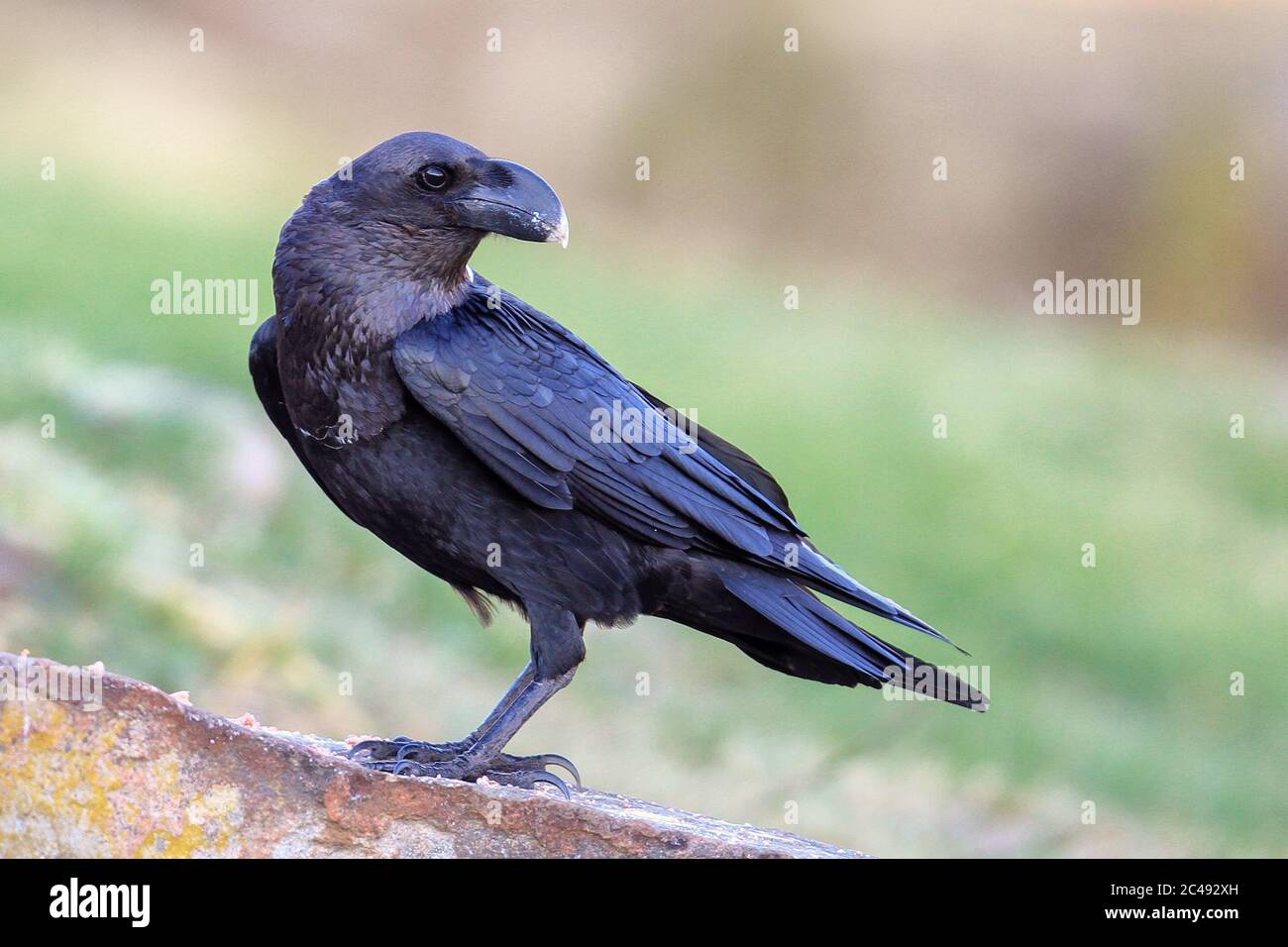 Beautiful crow side view Stock Photo - Alamy