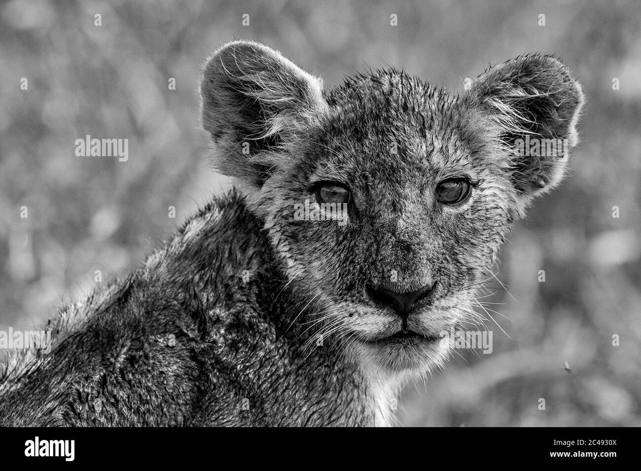 Greyscale lion hi-res stock photography and images - Alamy