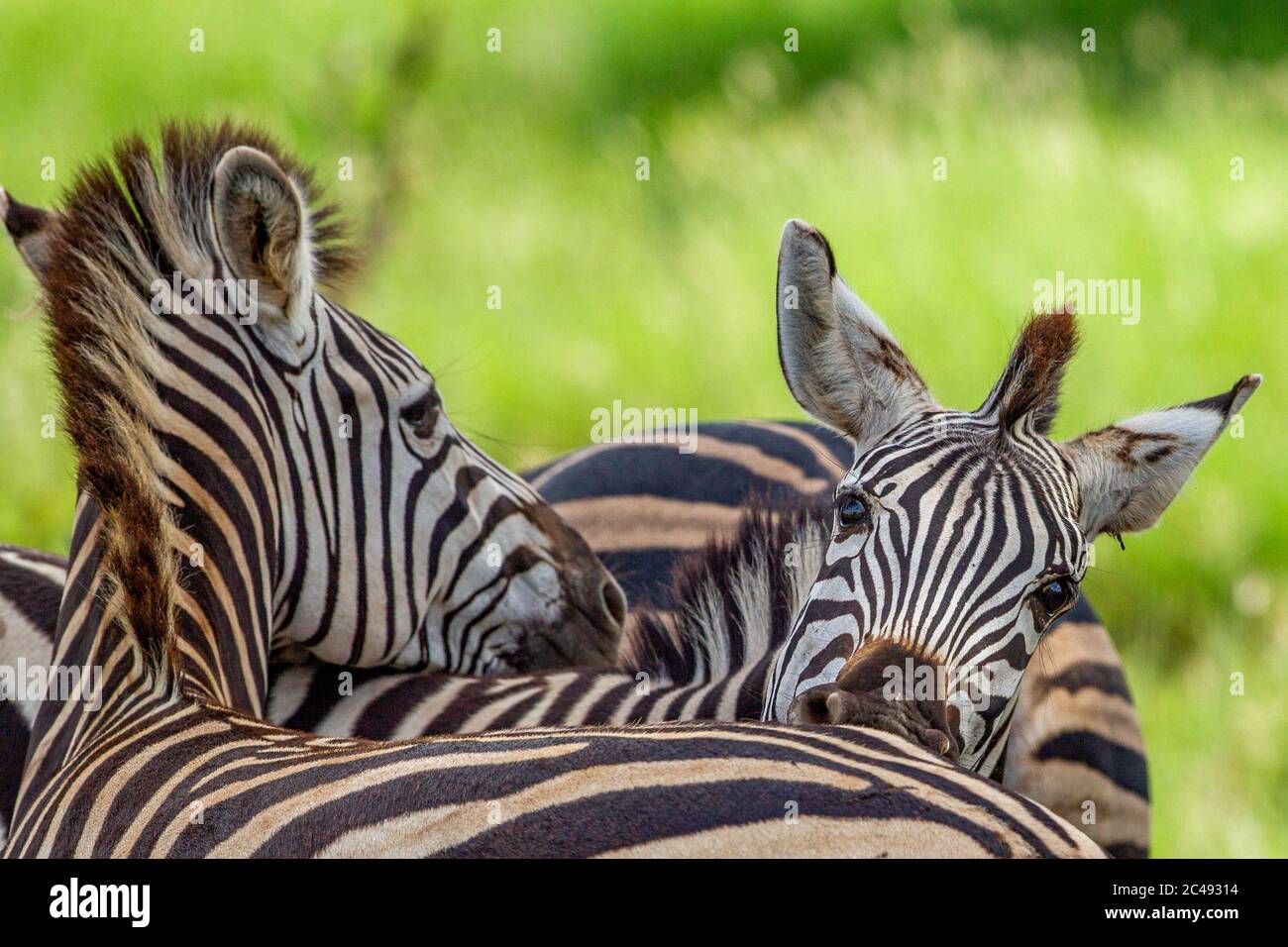 Scratching zebra hi-res stock photography and images - Alamy