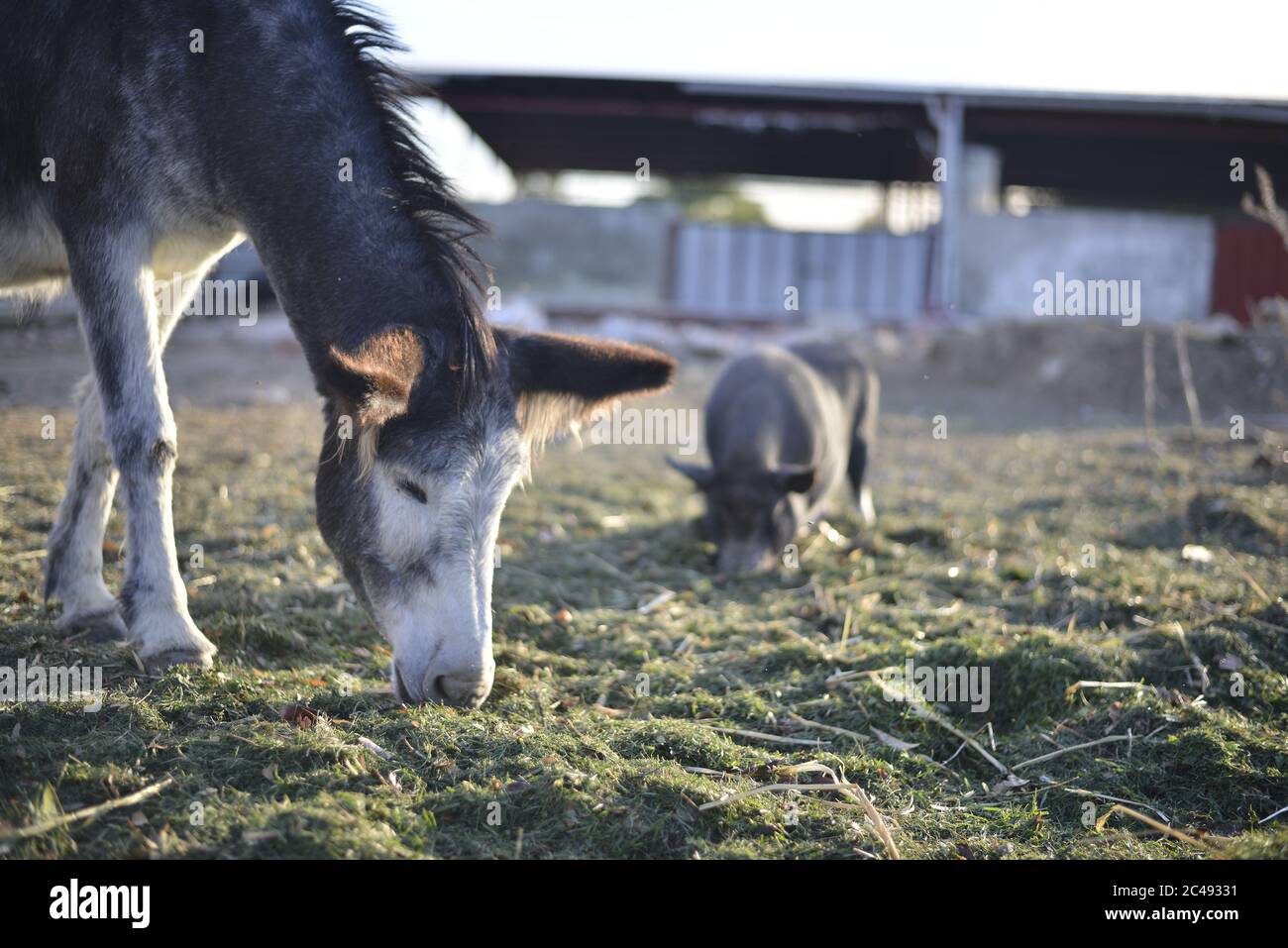 Grazing grey mule in a farm under the sunlight with a blurry background ...