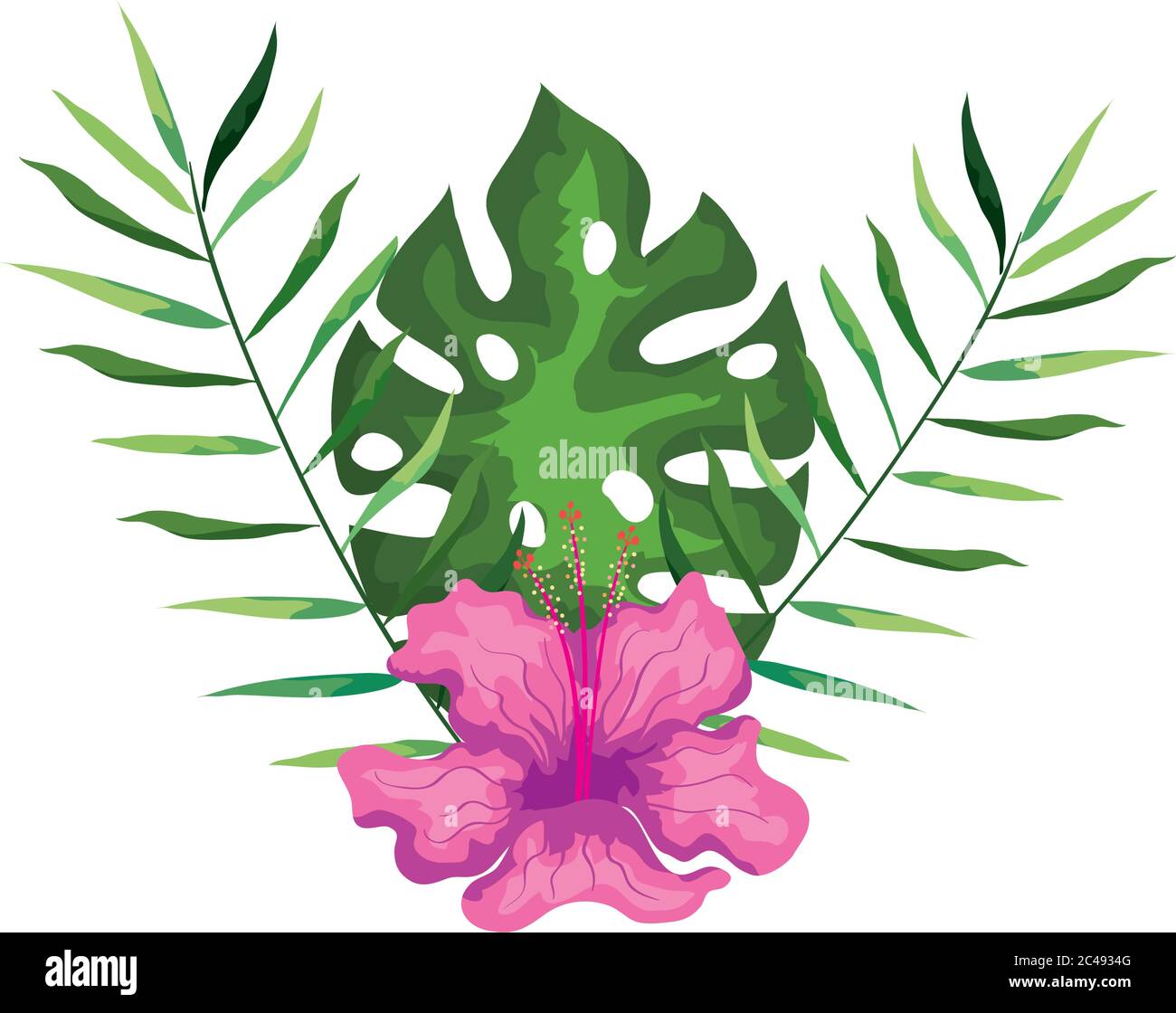 hibiscus beautiful pink color with branches and leaves, tropical nature ...