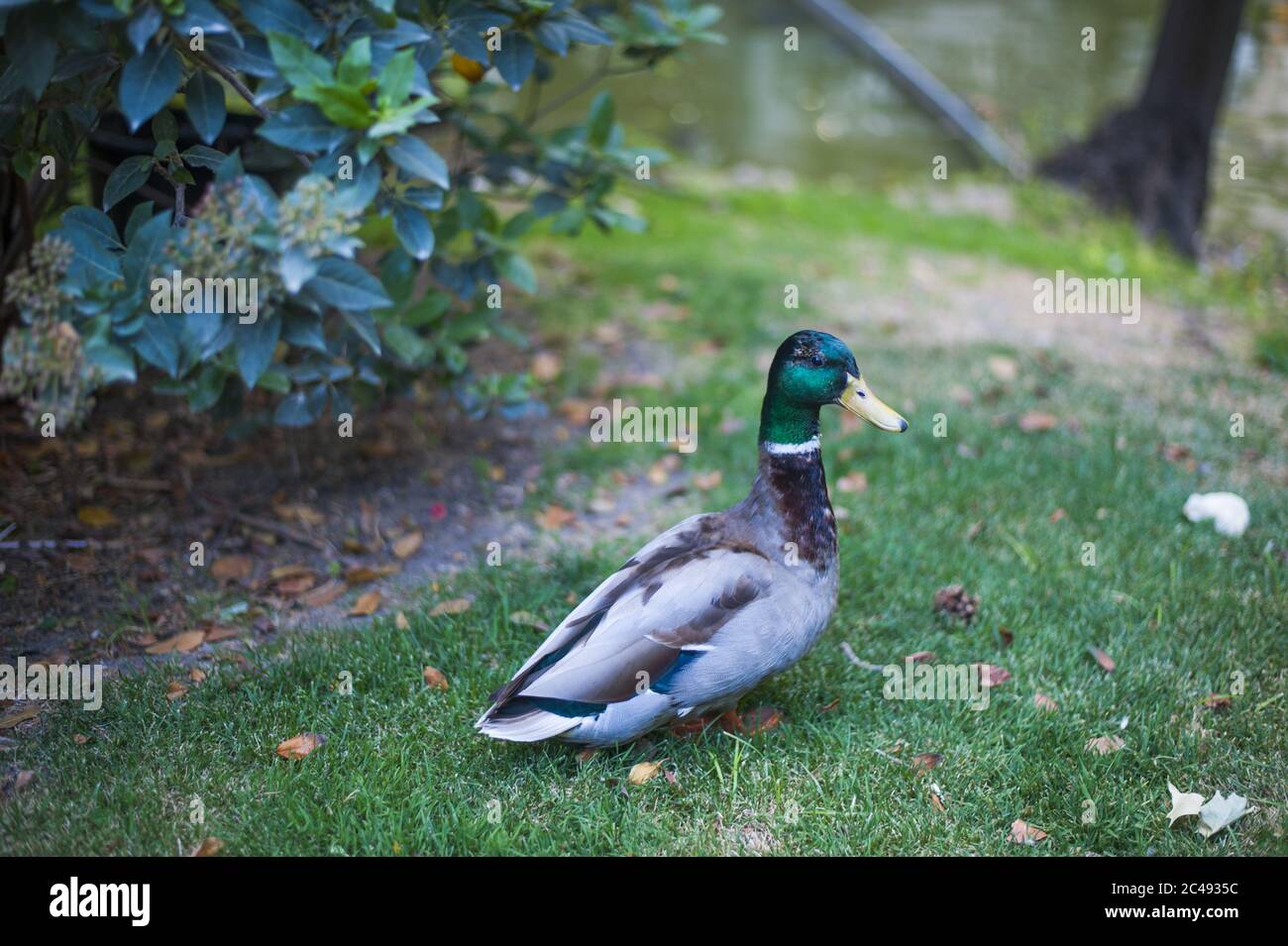 Mallard standing on the ground covered in greenery under the sunlight ...