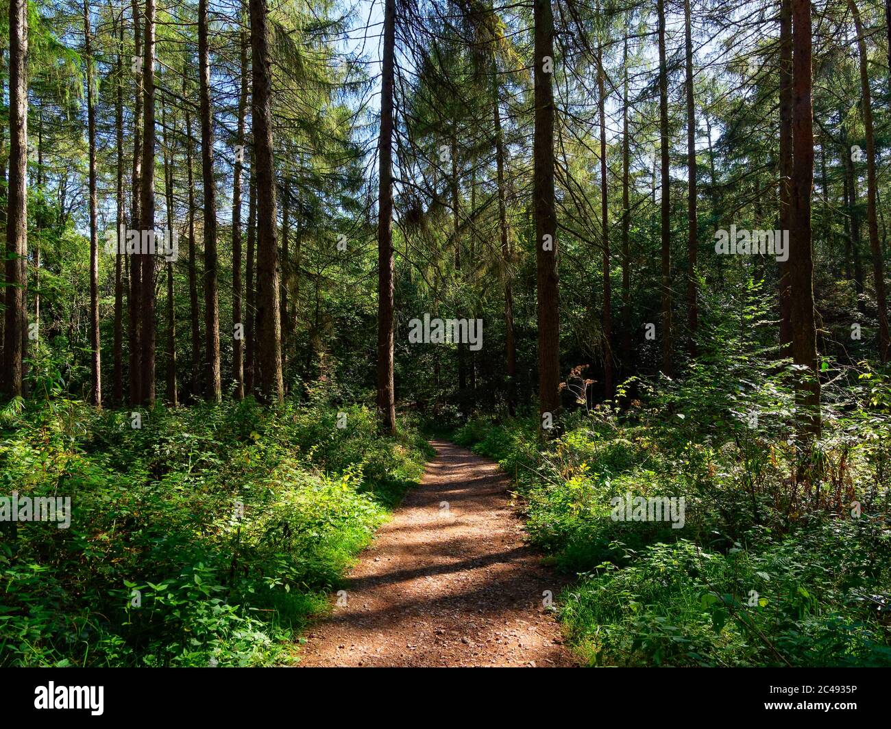 A narrow footpath borderd by dense undergrowth in a forest of fir trees ...