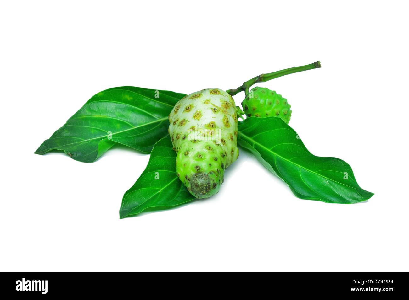 Noni isolated on white with clipping path Stock Photo - Alamy