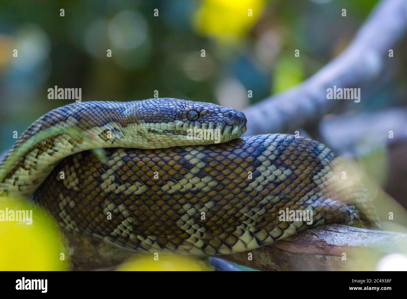Coastal Carpet Python (Morelia spilota mcdowelli). Pottsville, NSW ...