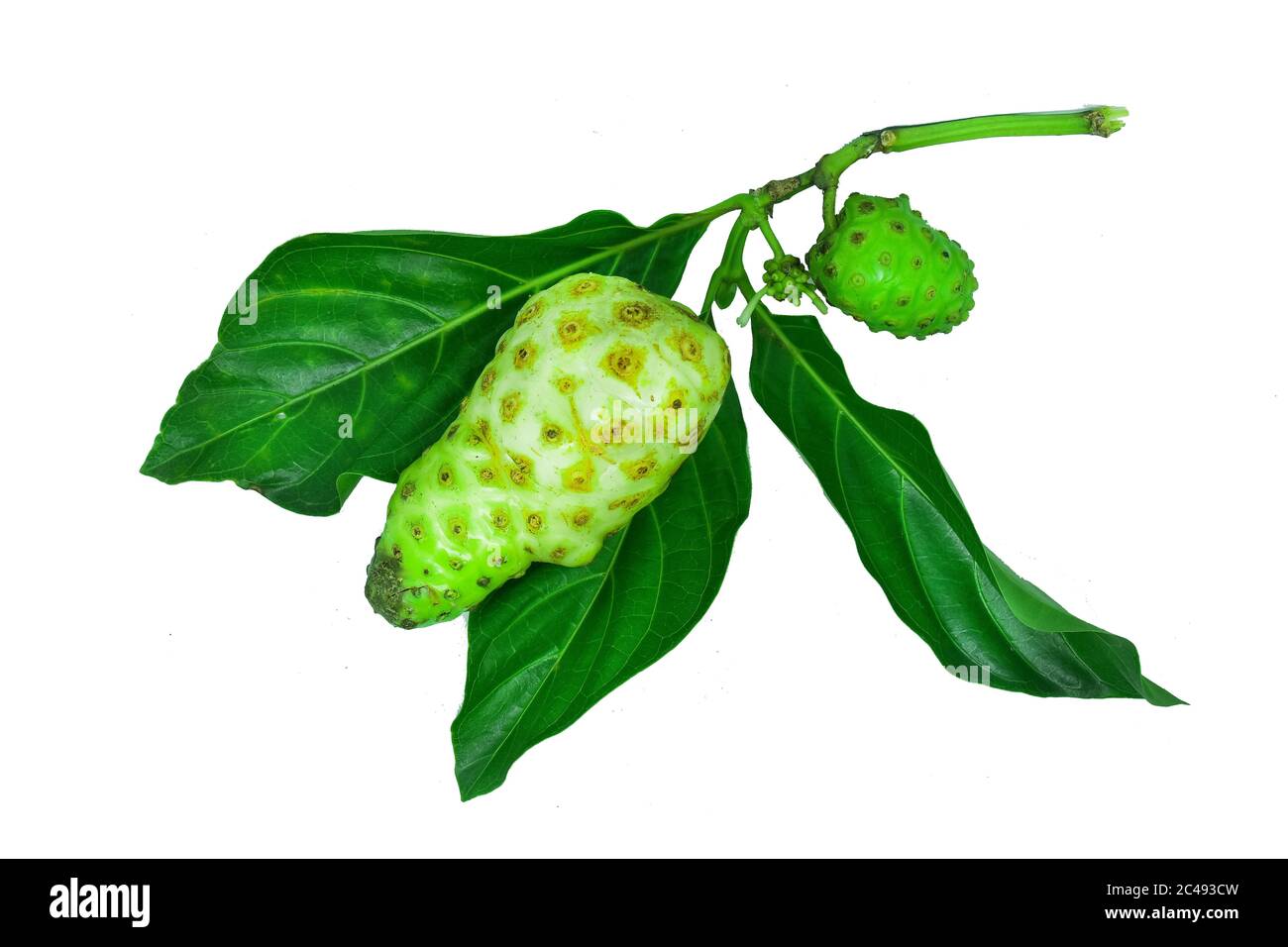Noni isolated on white with clipping path Stock Photo - Alamy