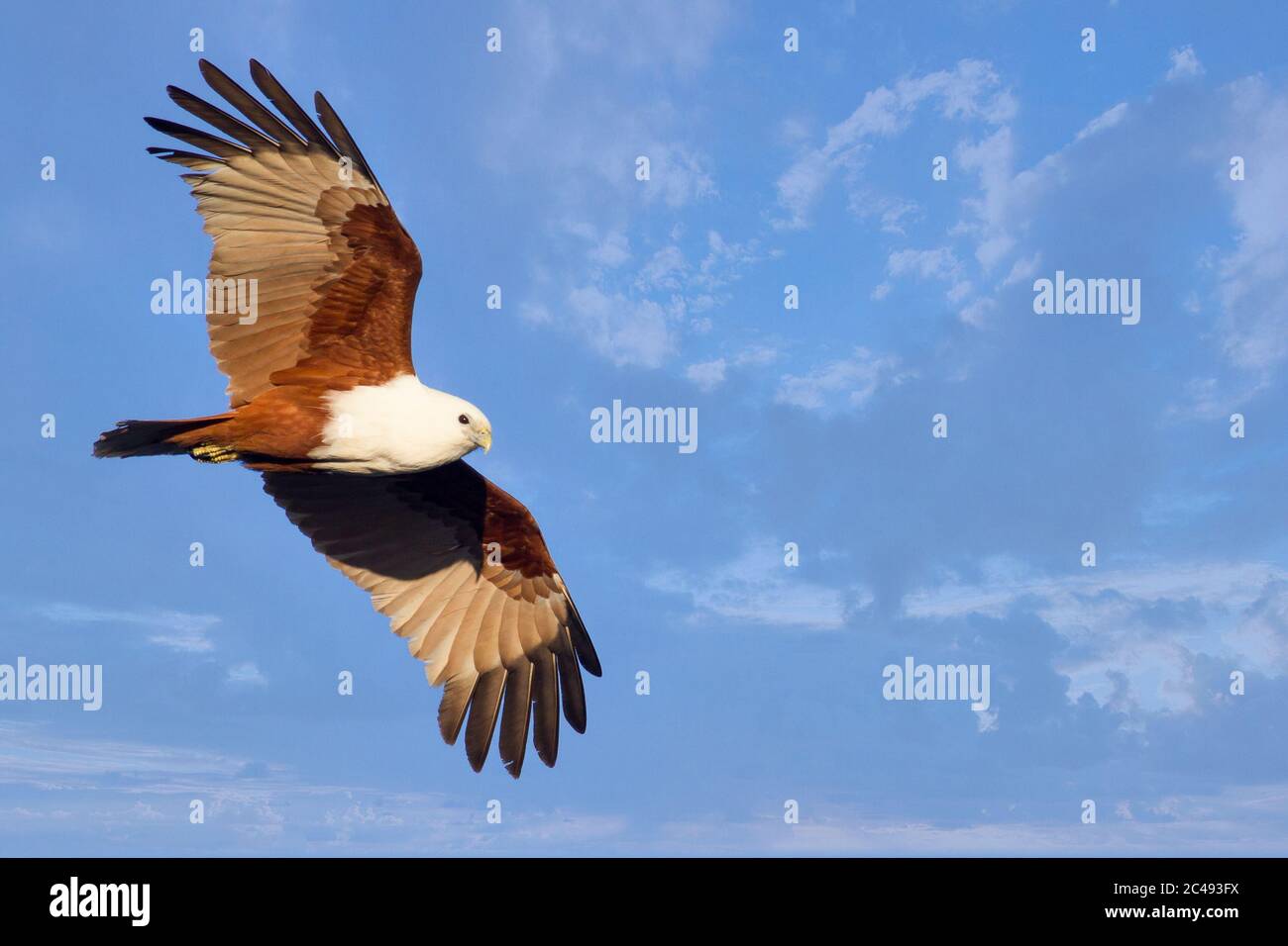 Brahminy kite (Haliastur indus) in flight Stock Photo - Alamy