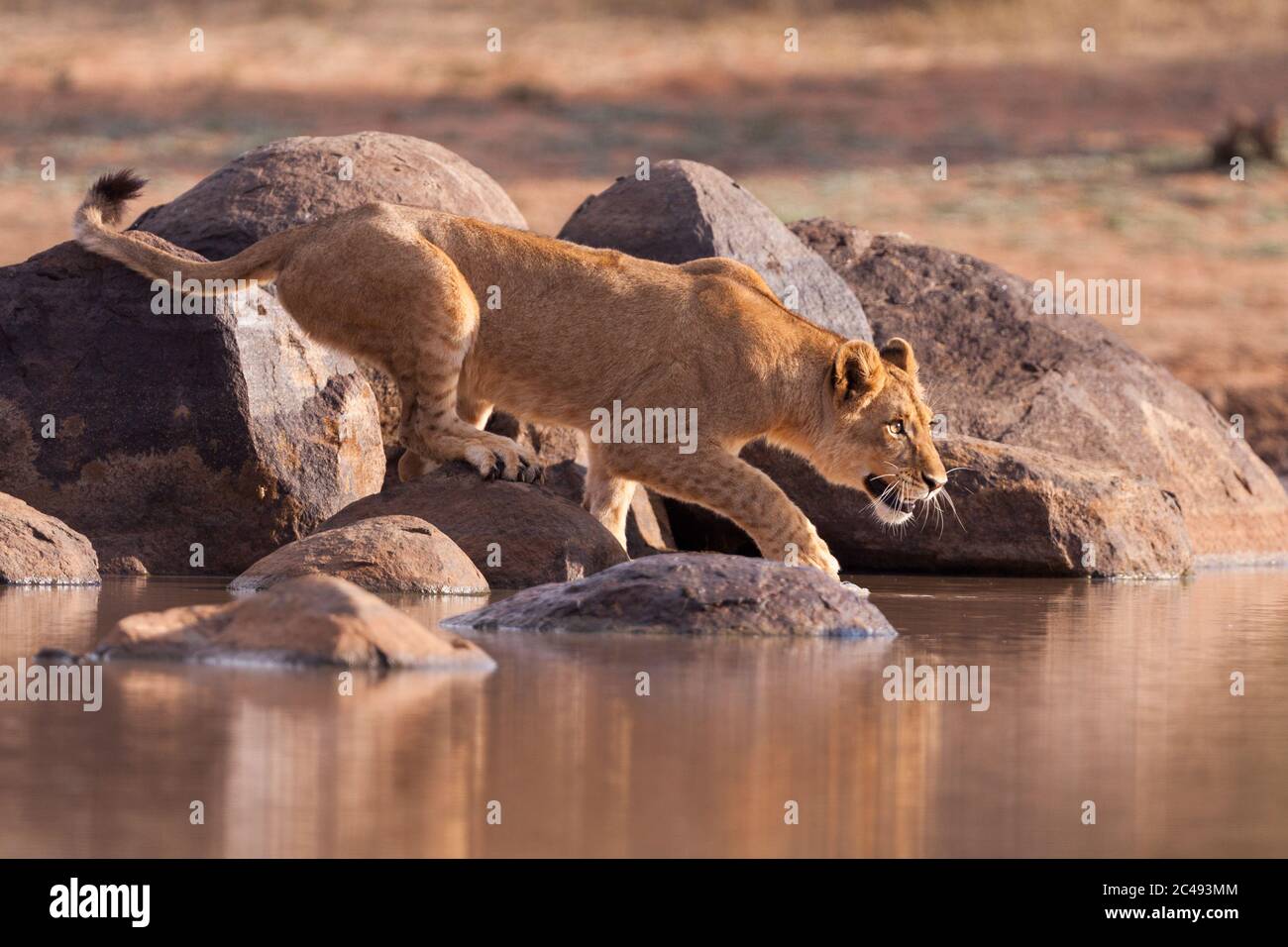 Crouching lion hi-res stock photography and images - Alamy