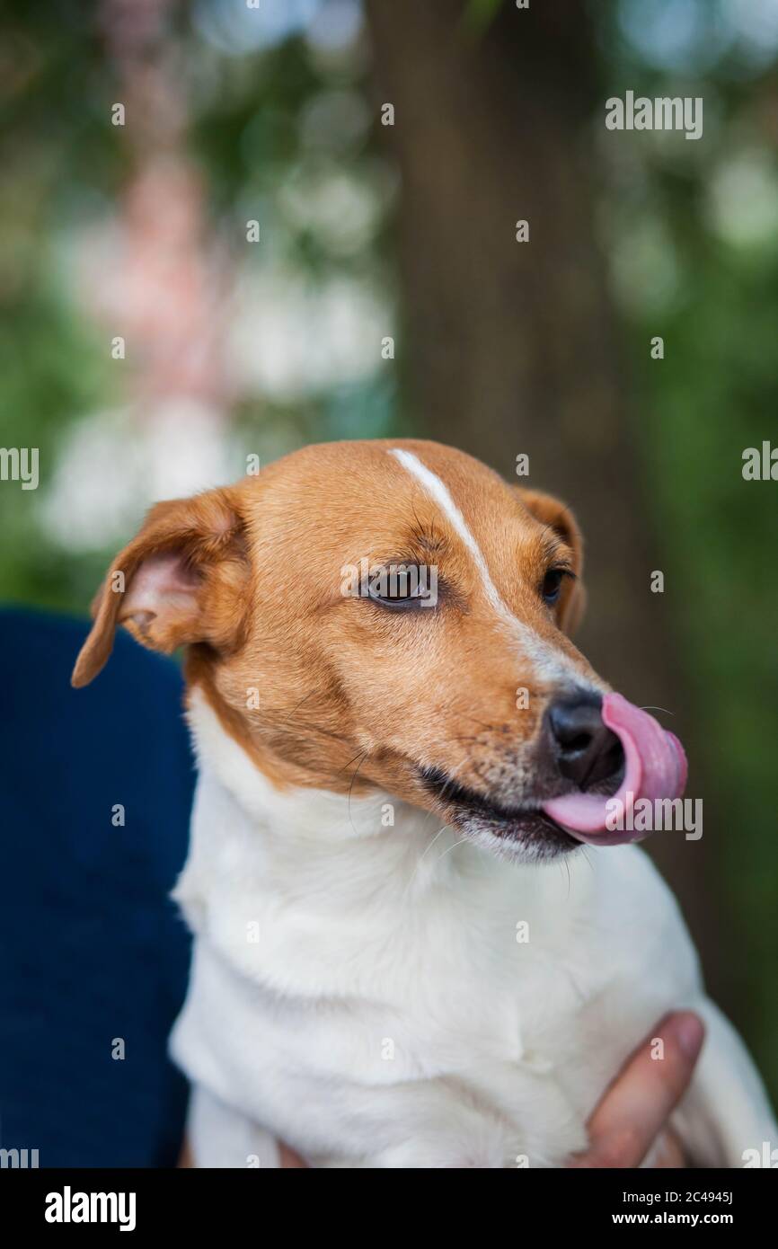Portrait of a small dog of the Jack Russell Terrier breed with white ...