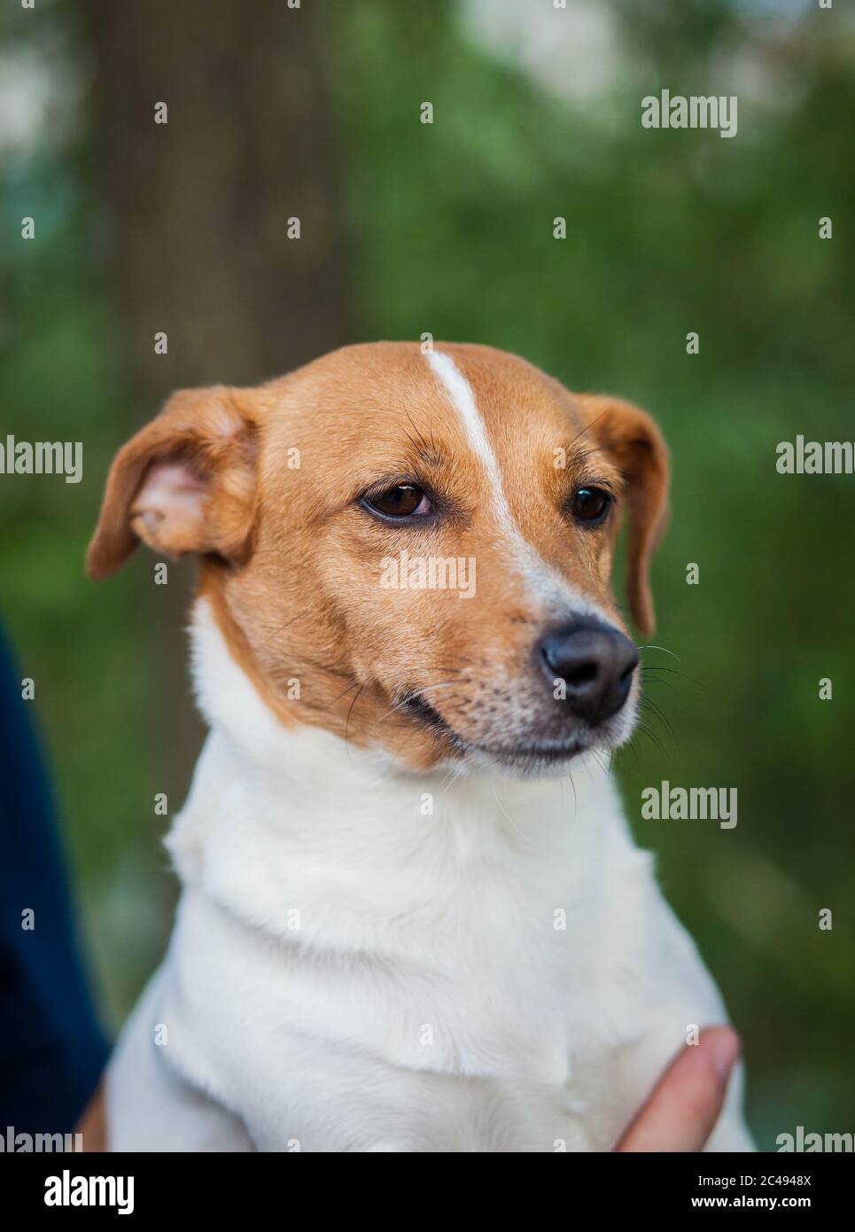 Portrait of a small dog of the Jack Russell Terrier breed with white ...