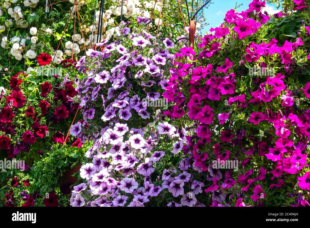 Petunia hanging basket hi-res stock photography and images - Alamy