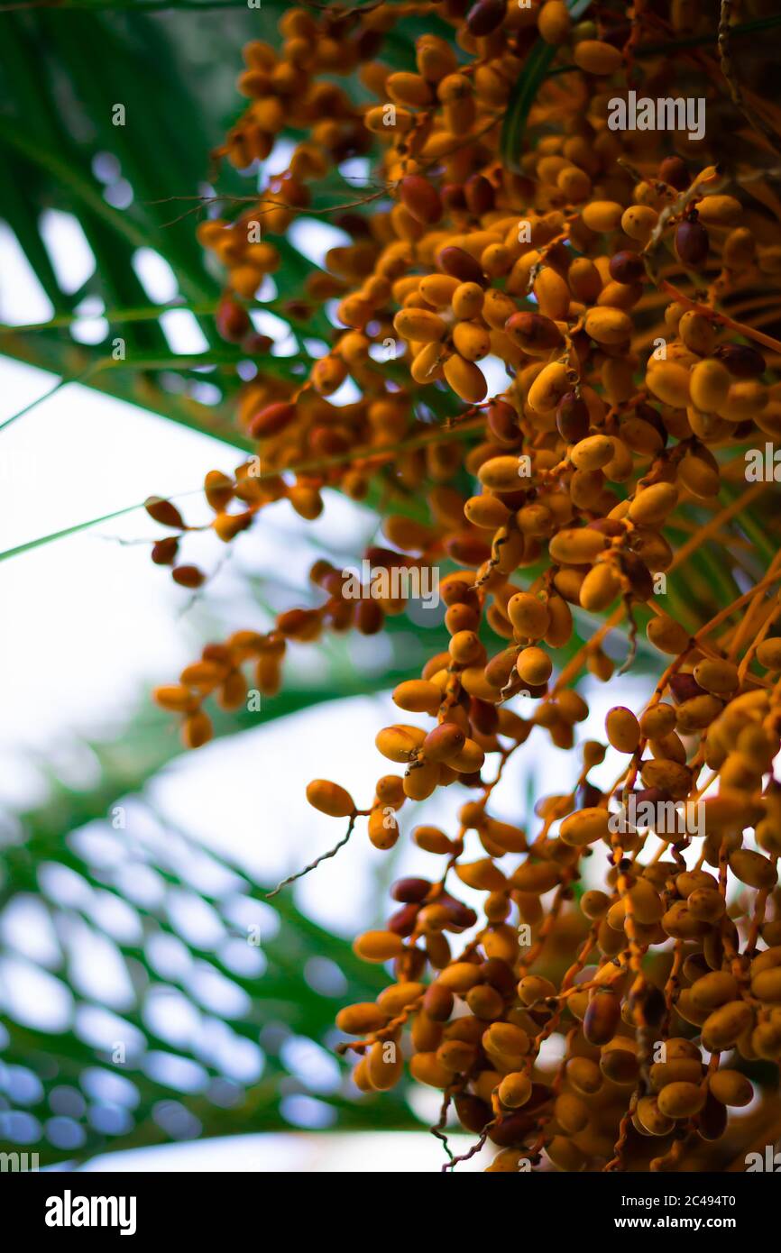 Ripe fruits on the date palm tree Stock Photo - Alamy