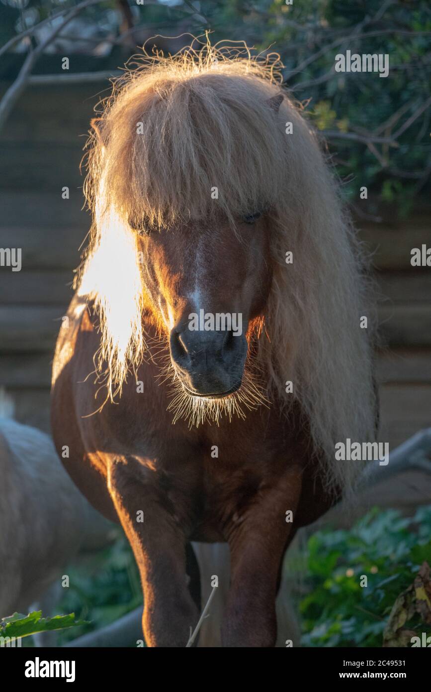 Long horse hair hi-res stock photography and images - Alamy