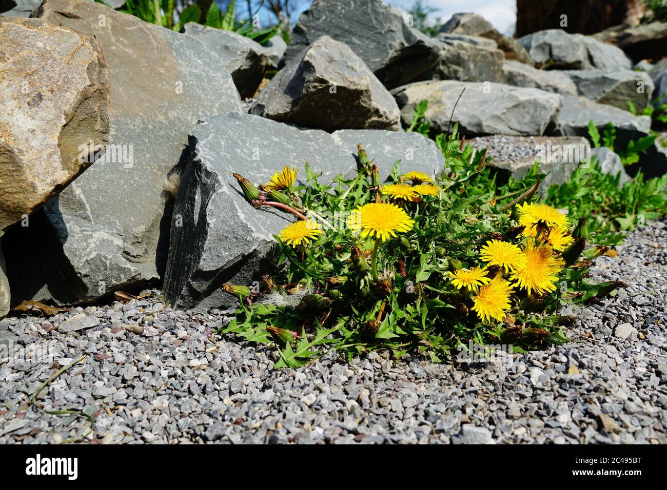 Yellow dandelion flowers between rocks Stock Photo - Alamy
