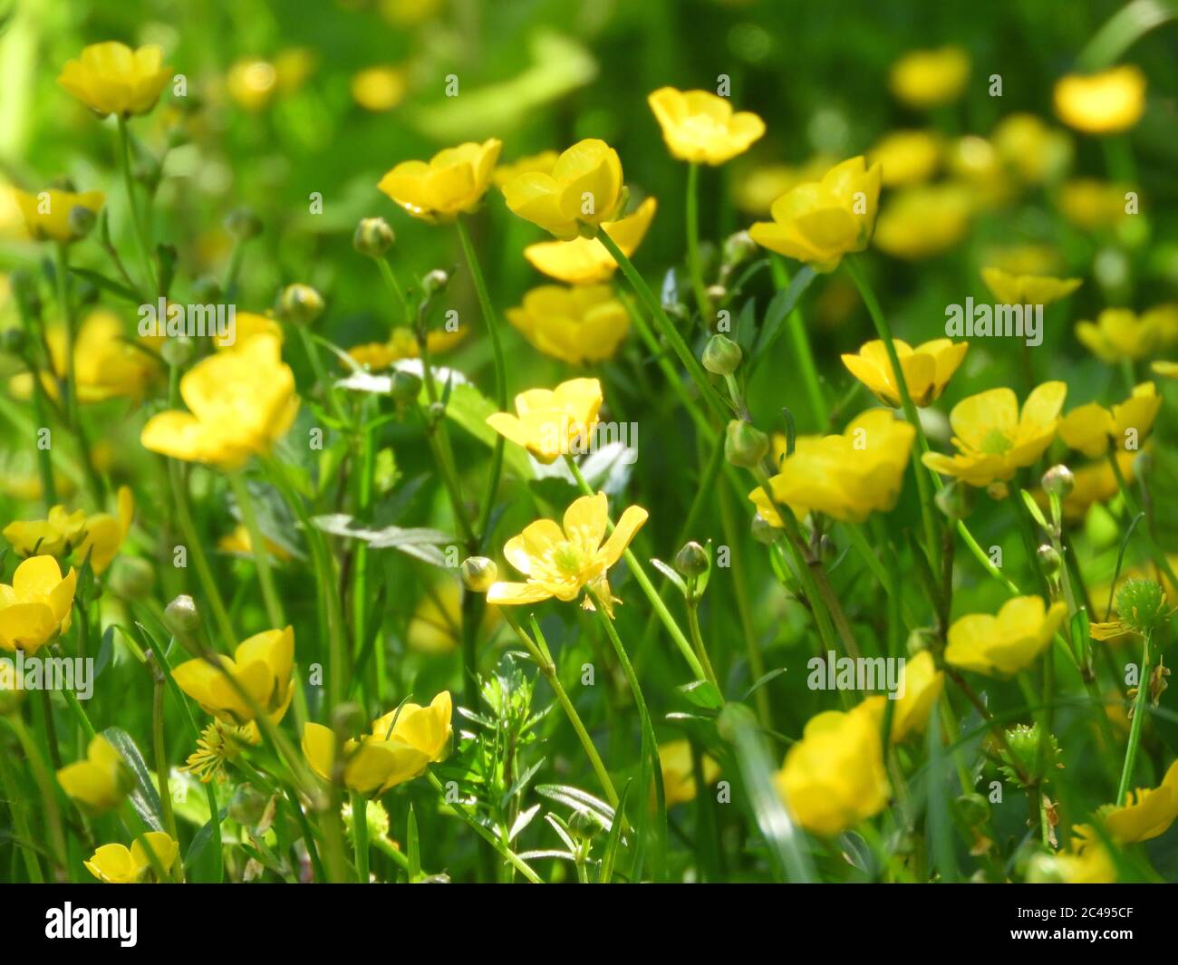 Vibrant yellow creeping buttercup hi-res stock photography and images ...