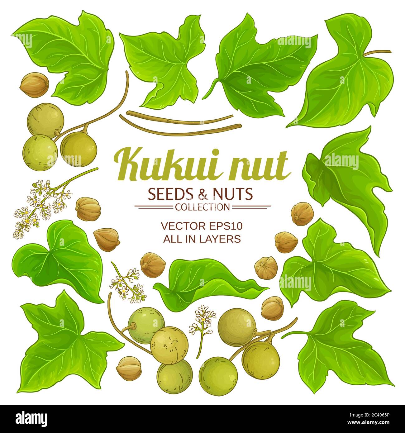 Kukui tree Stock Vector Images - Alamy