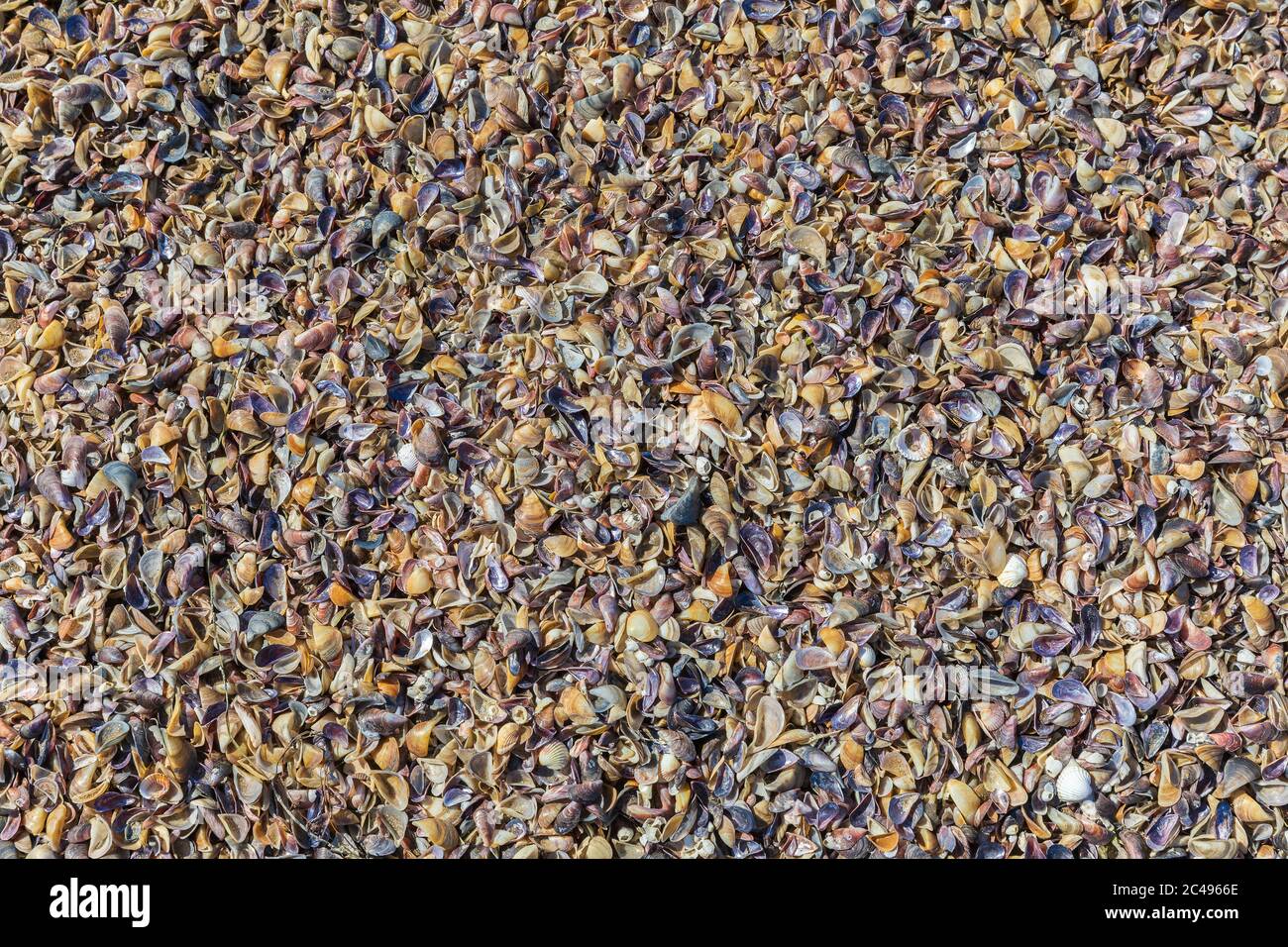 Colorful shells hi-res stock photography and images - Alamy