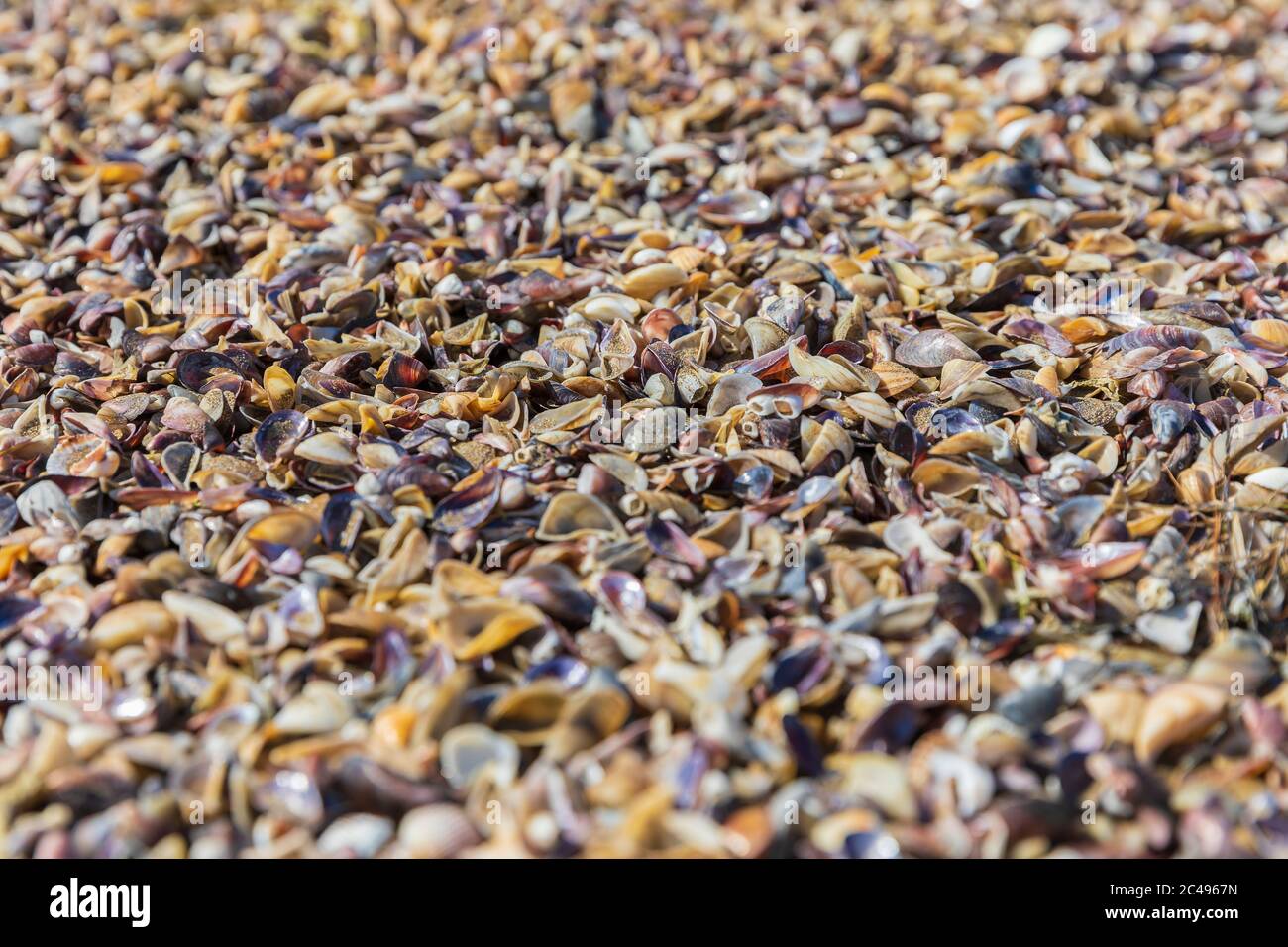Texture of shells on the beach coast Stock Photo - Alamy