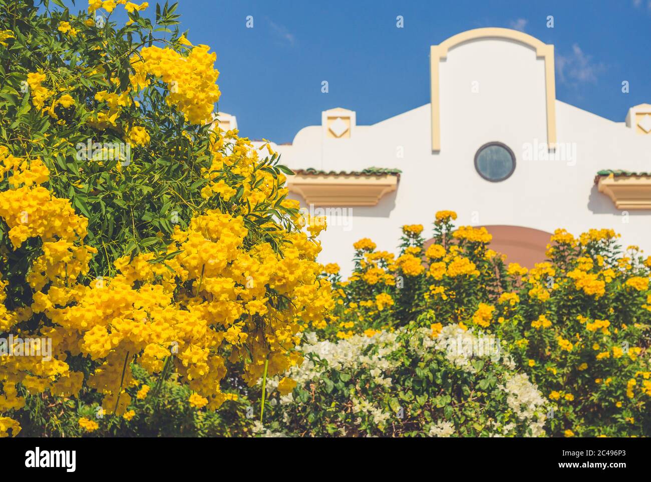 Blooming garden in the sun near white building. Clear blue sky. Tecoma ...
