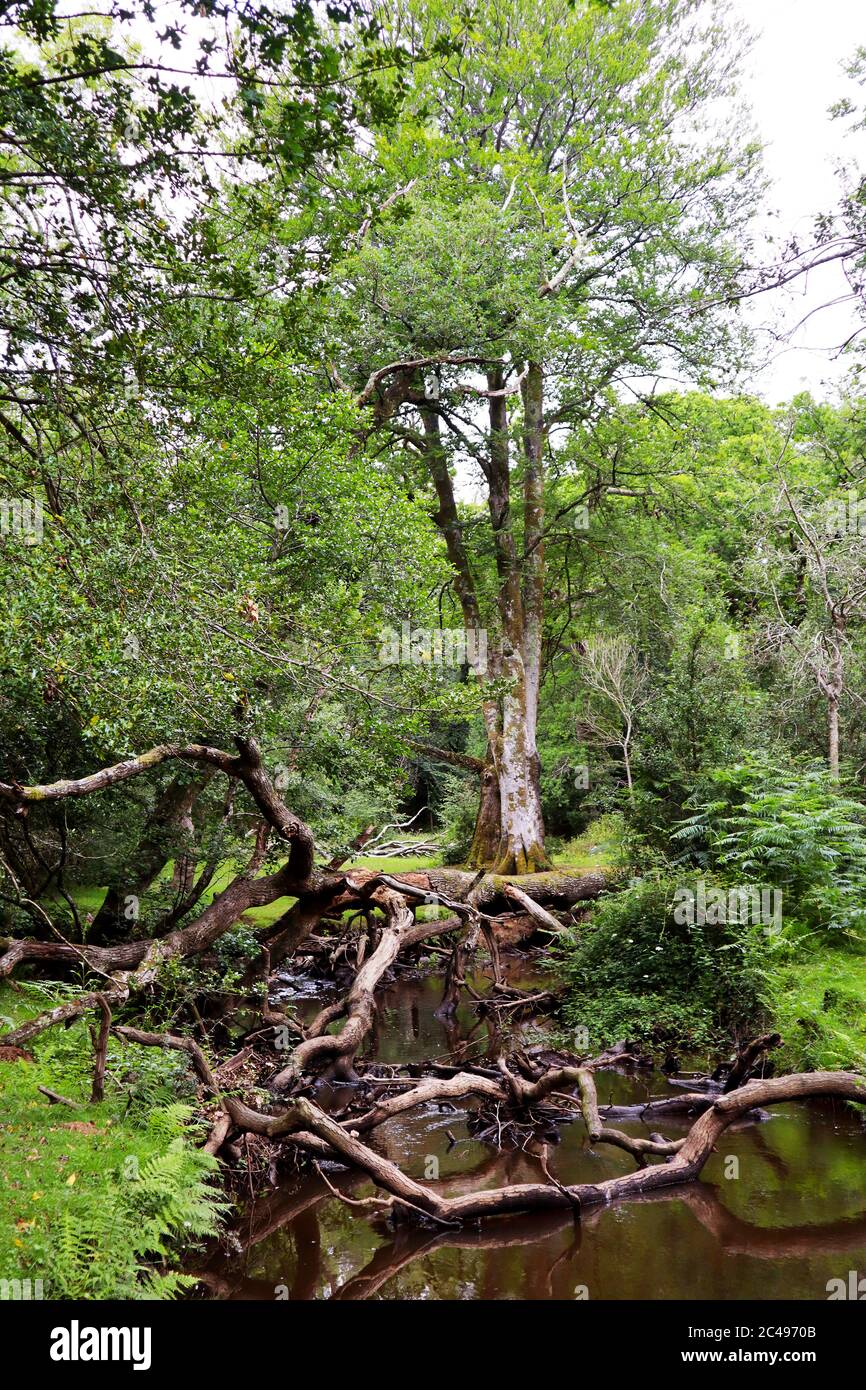 Branches of fallen trees over New Forest stream Stock Photo - Alamy