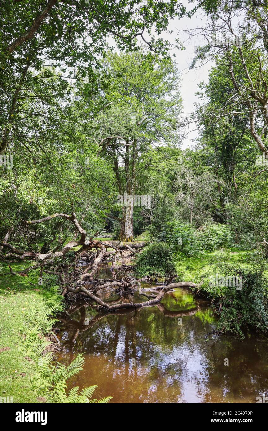 Branches of fallen trees over New Forest stream Stock Photo - Alamy