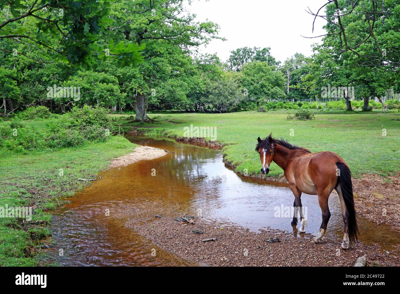 New Forest Pony in Highland Water stream Stock Photo - Alamy