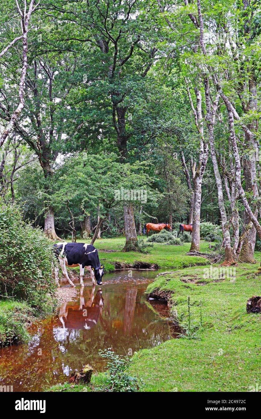 Cow drinking from stream in the New Forest Stock Photo - Alamy