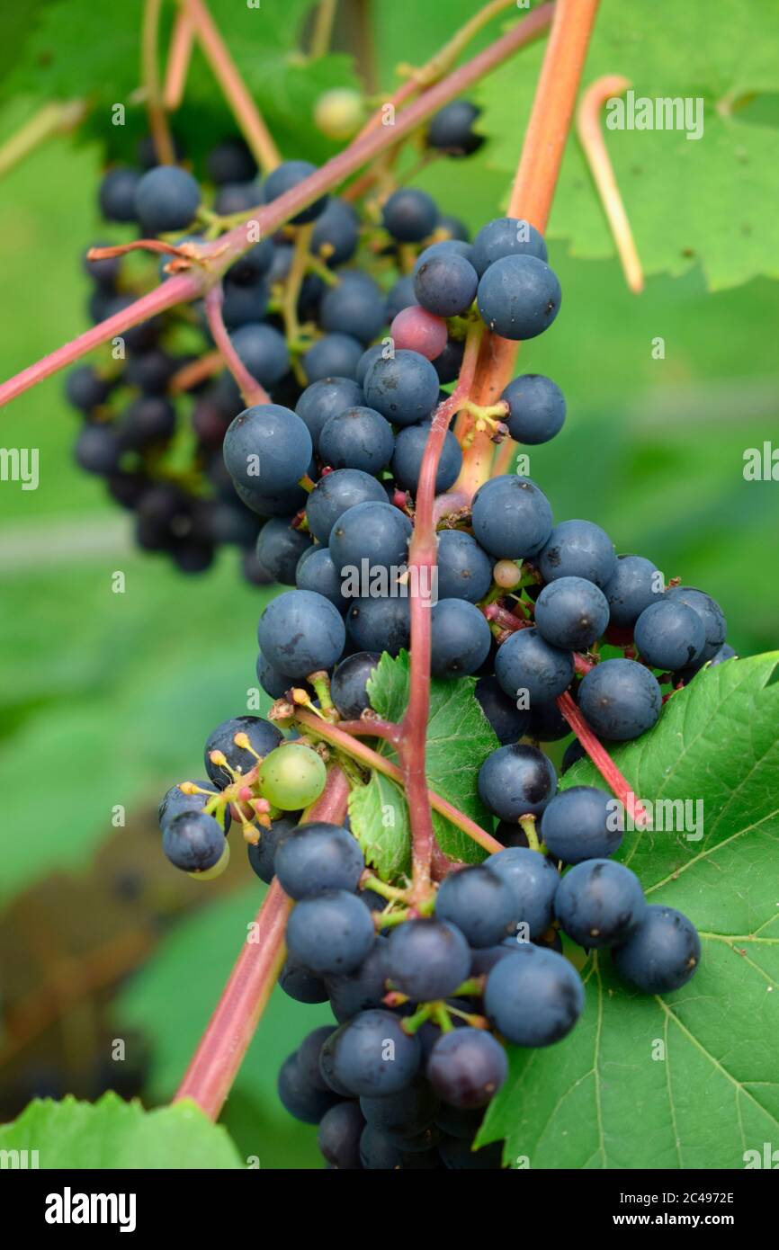 Grape vine: Triomphe d'Alsace Stock Photo - Alamy
