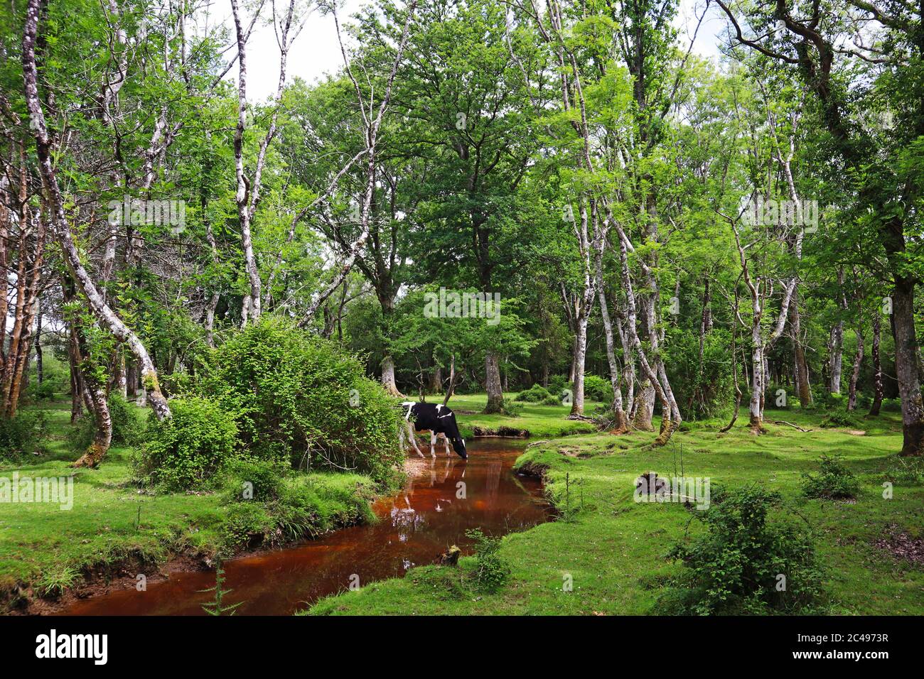 Cow drinking from stream in the New Forest Stock Photo - Alamy