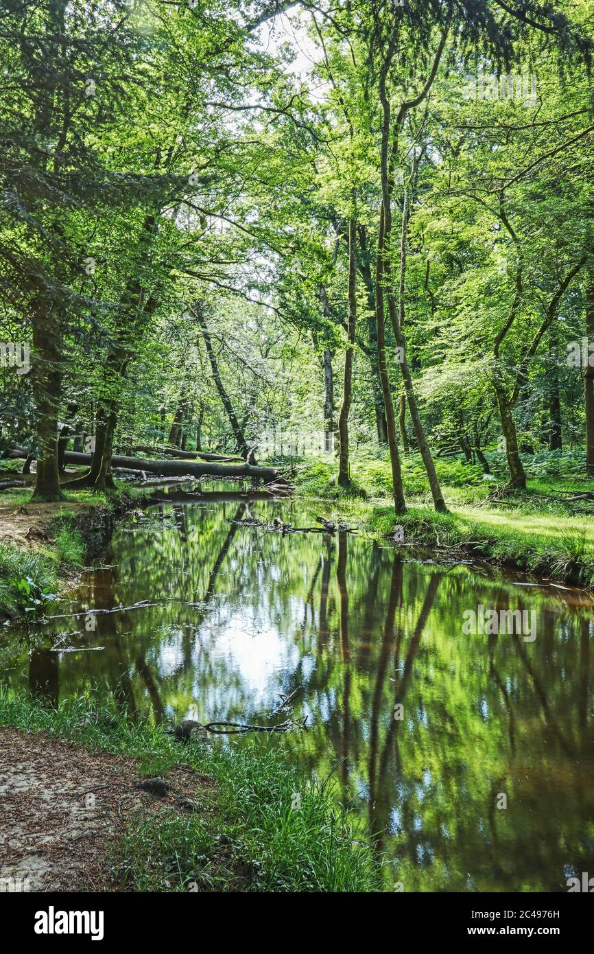 Blackwater Stream New Forest High Resolution Stock Photography and ...