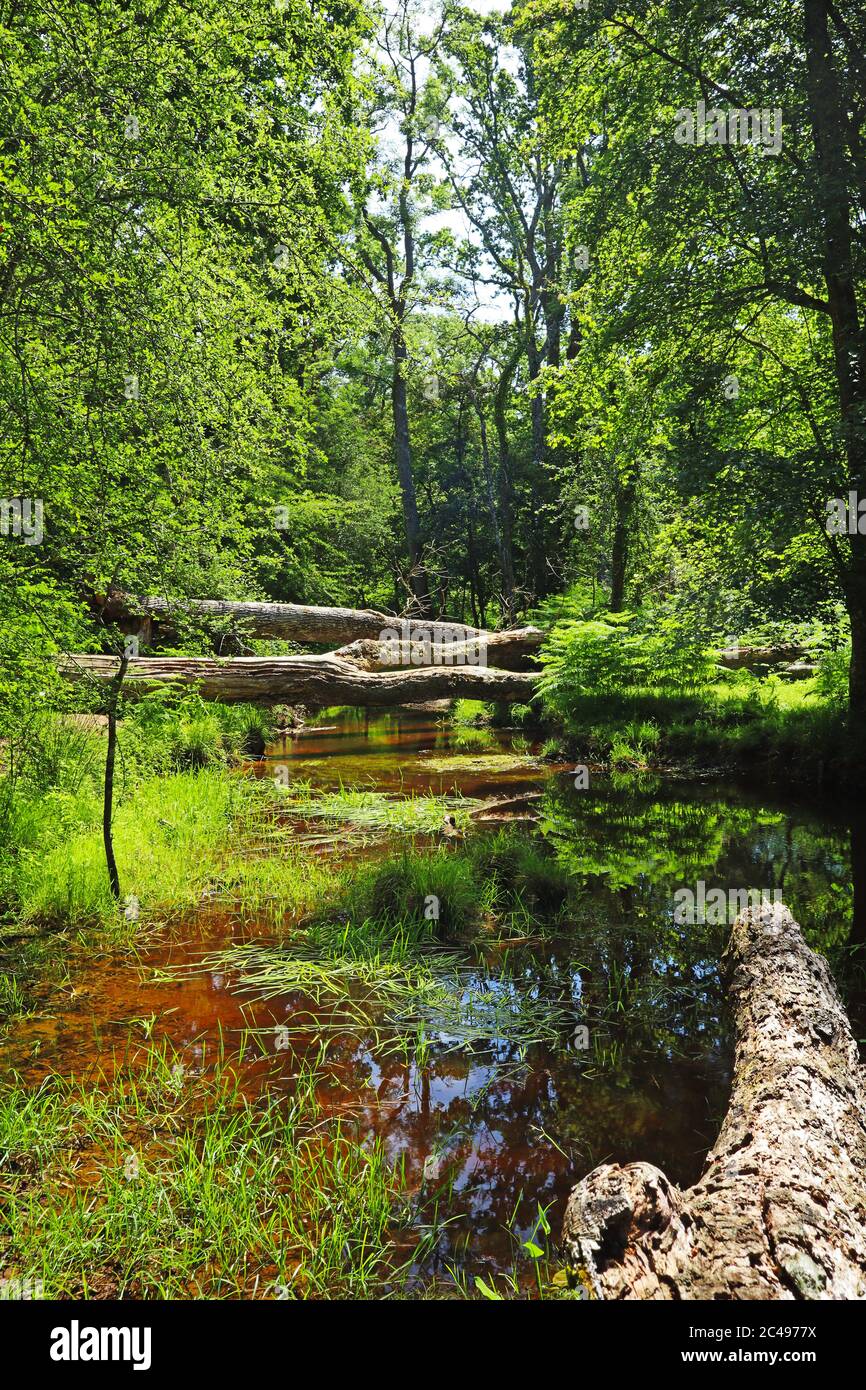 Fallen trees over stream Stock Photo - Alamy