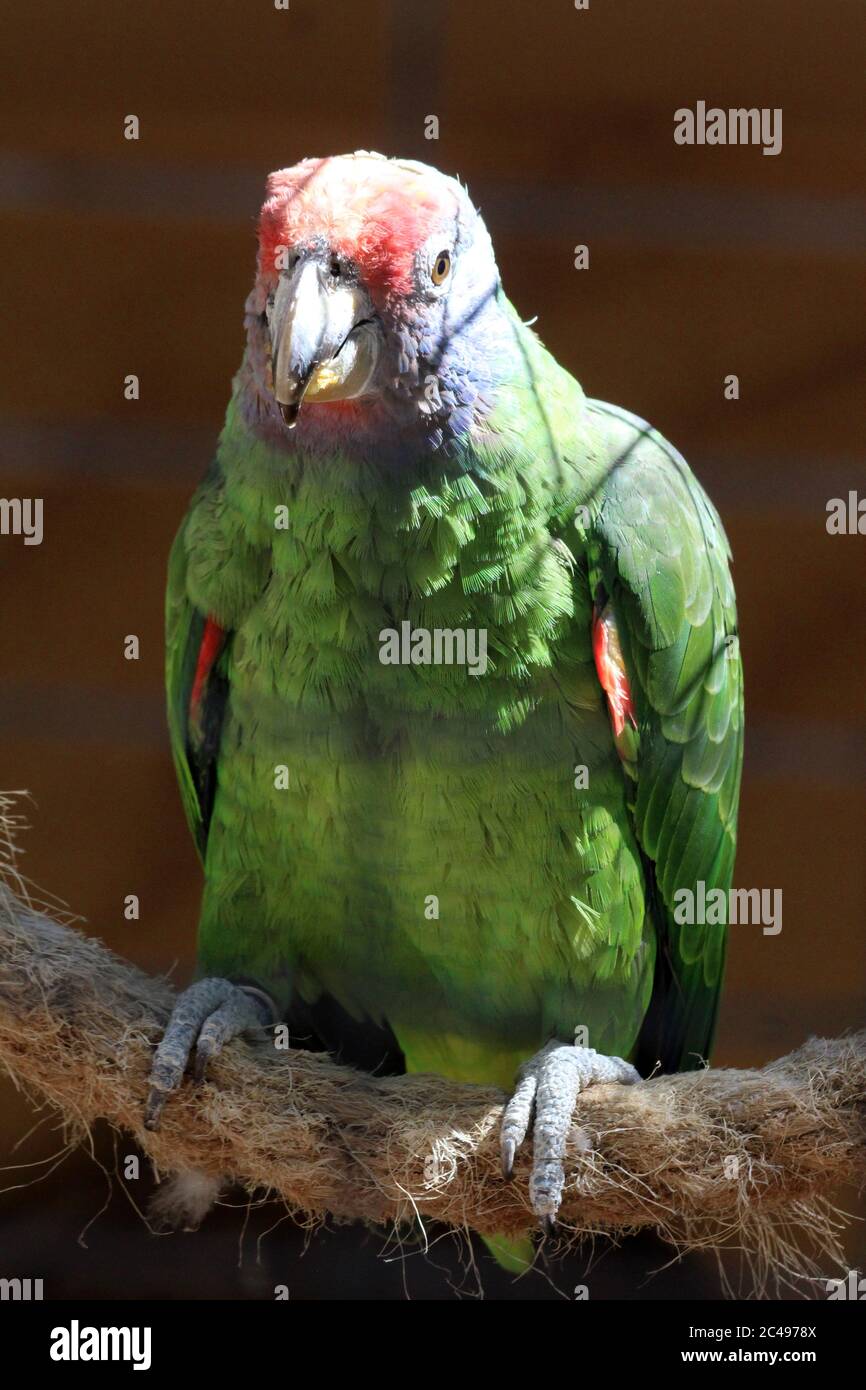 Red tailed amazon parrot hi-res stock photography and images - Alamy