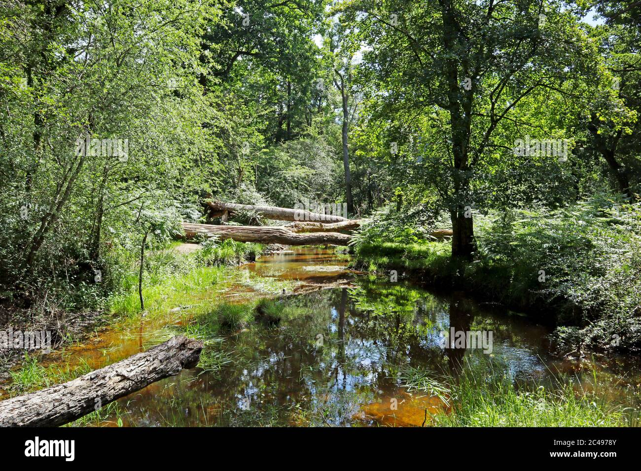 Fallen trees over Blackwater stream in the New Forest Stock Photo - Alamy