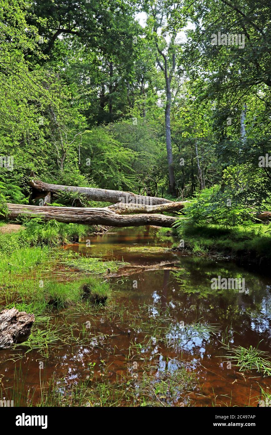 Fallen trees over stream Stock Photo - Alamy