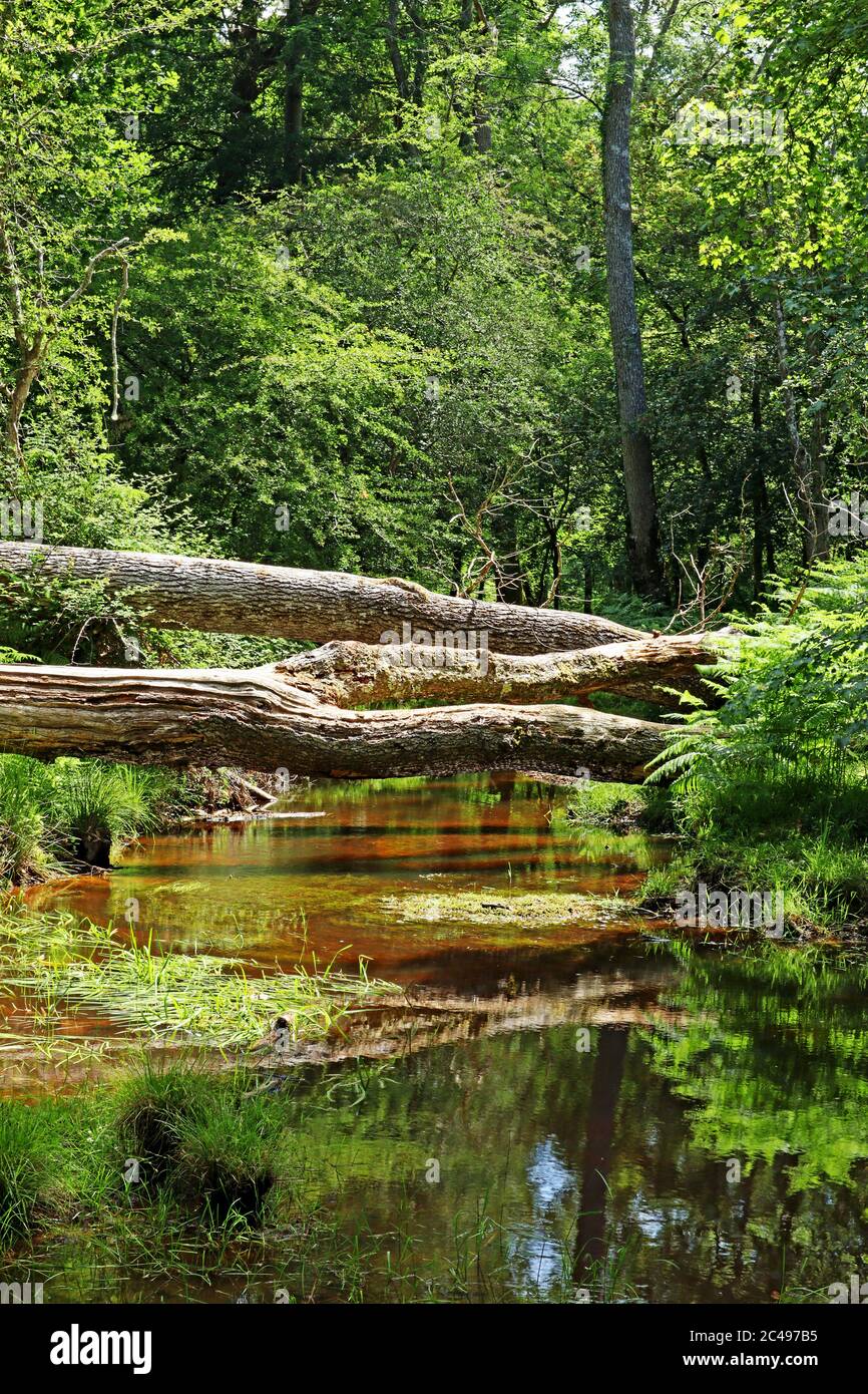 Fallen trees over stream Stock Photo - Alamy