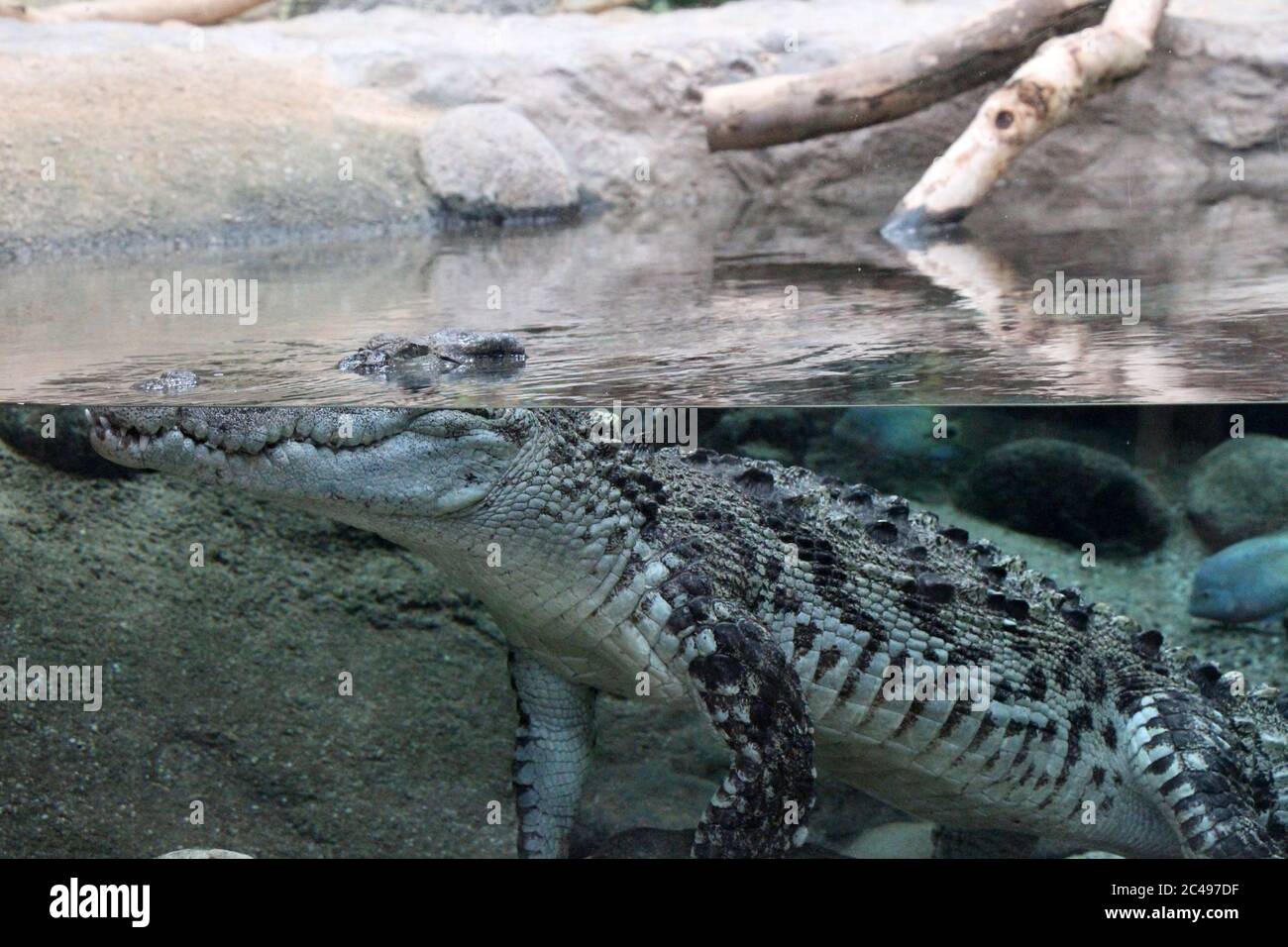 Siam krokodil hi-res stock photography and images - Alamy