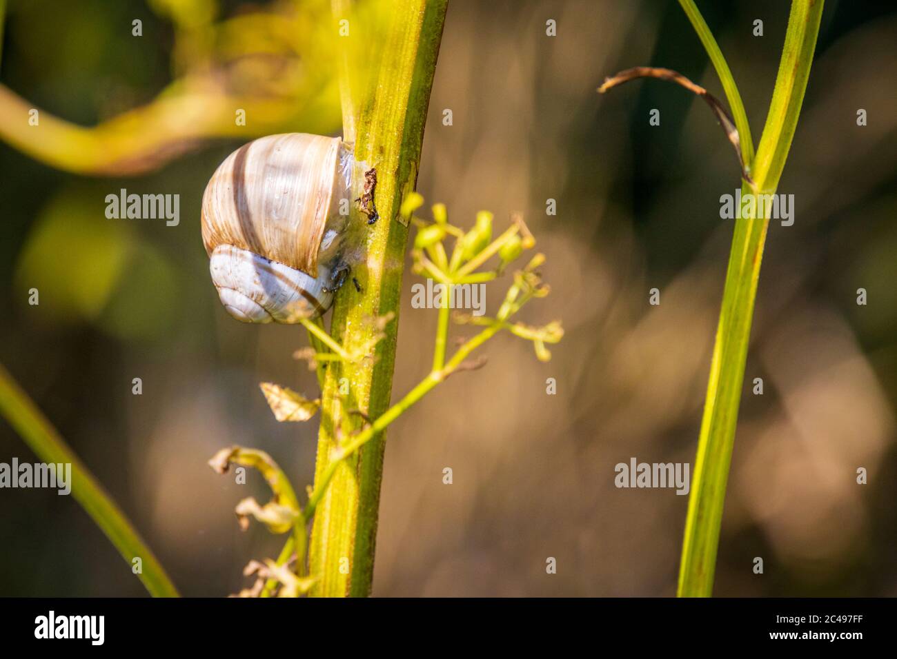 Sleeping slug hi-res stock photography and images - Alamy