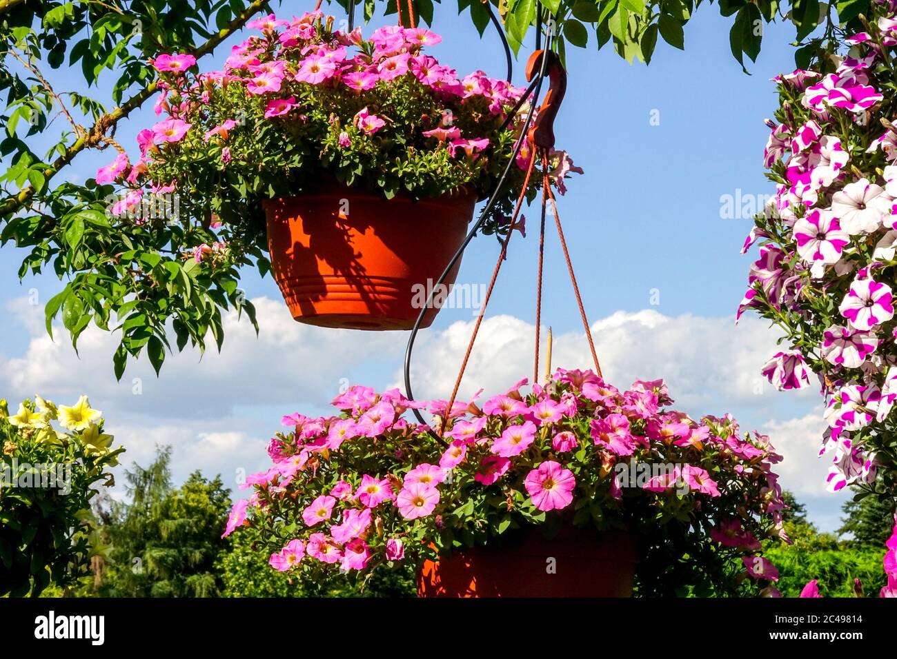 Petunia hanging basket Petunias Surfinia Hanging basket flowers a ...