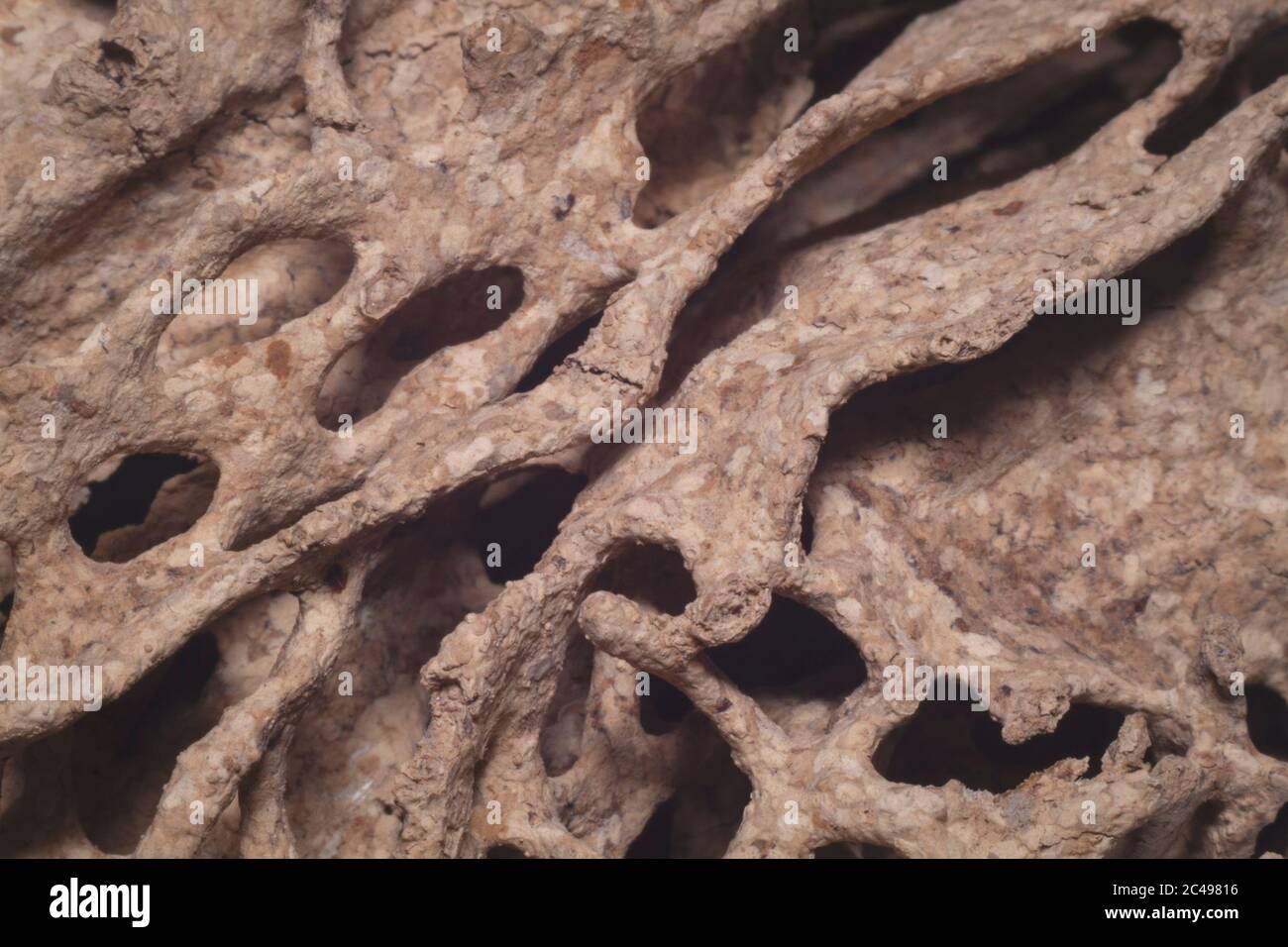 Macro shot holes and tunnels inside the damaged timber created by ...