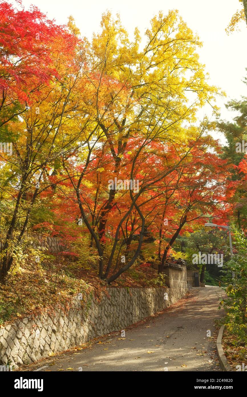 Maple trees with multicolored leaves by the path Stock Photo - Alamy