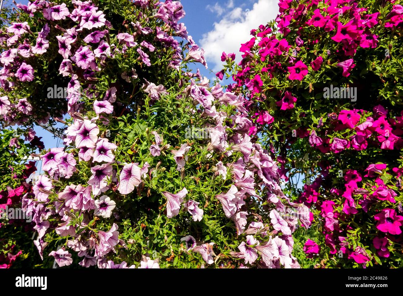 Colorful petunias hanging Petunias Petunia Surfinia in bloom color ...