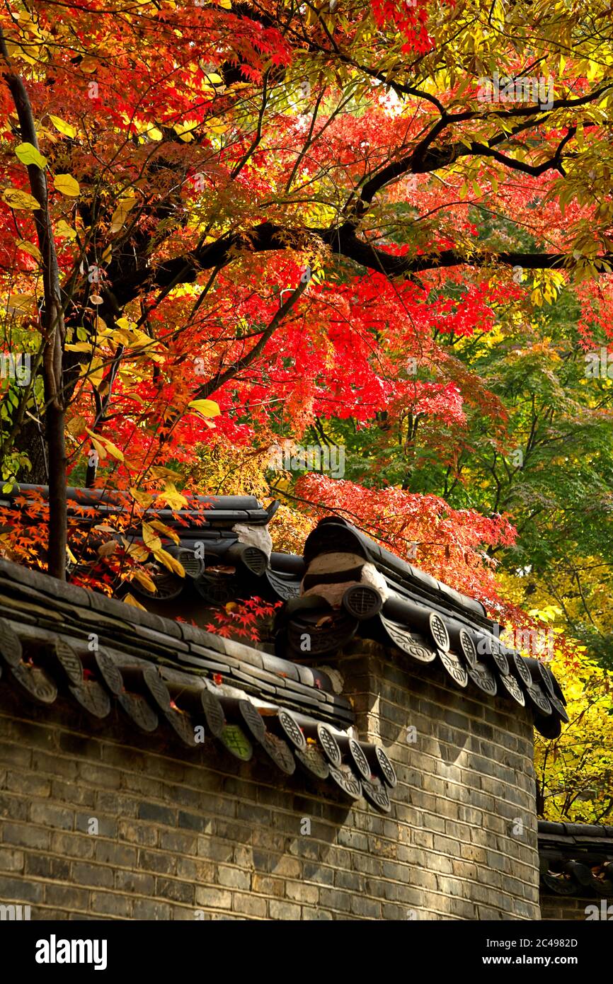 Ancient maple hi-res stock photography and images - Alamy
