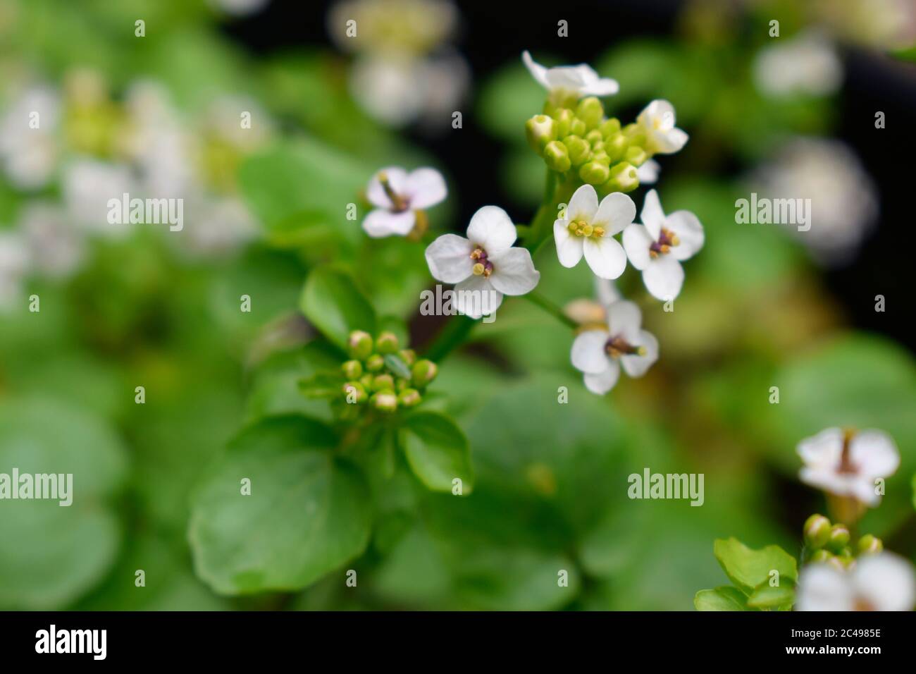 Watercress flowers hi-res stock photography and images - Alamy