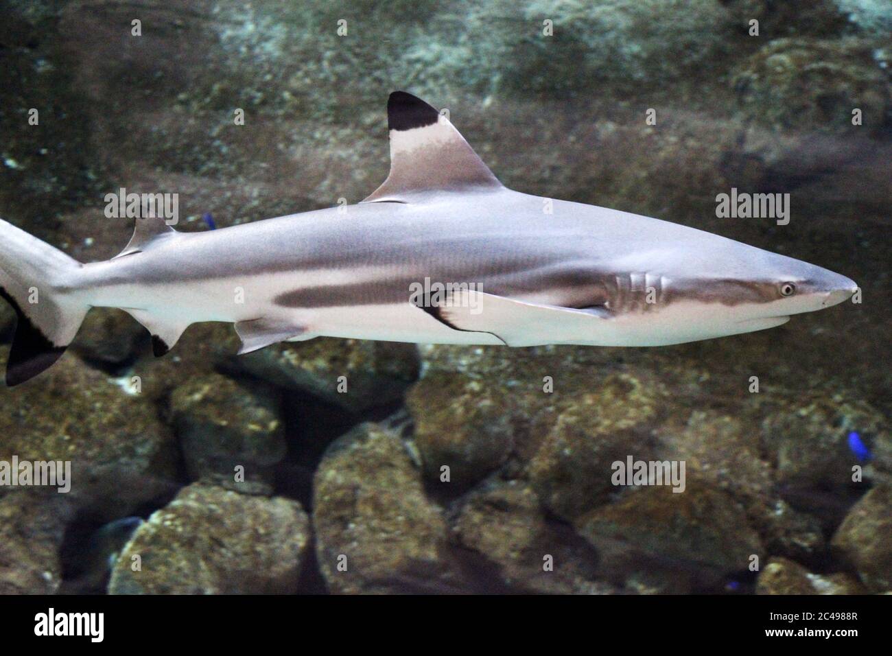 Riffhai High Resolution Stock Photography and Images - Alamy