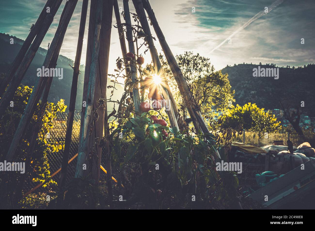 A beautiful tomato plant on sunset with flares of sun Stock Photo - Alamy