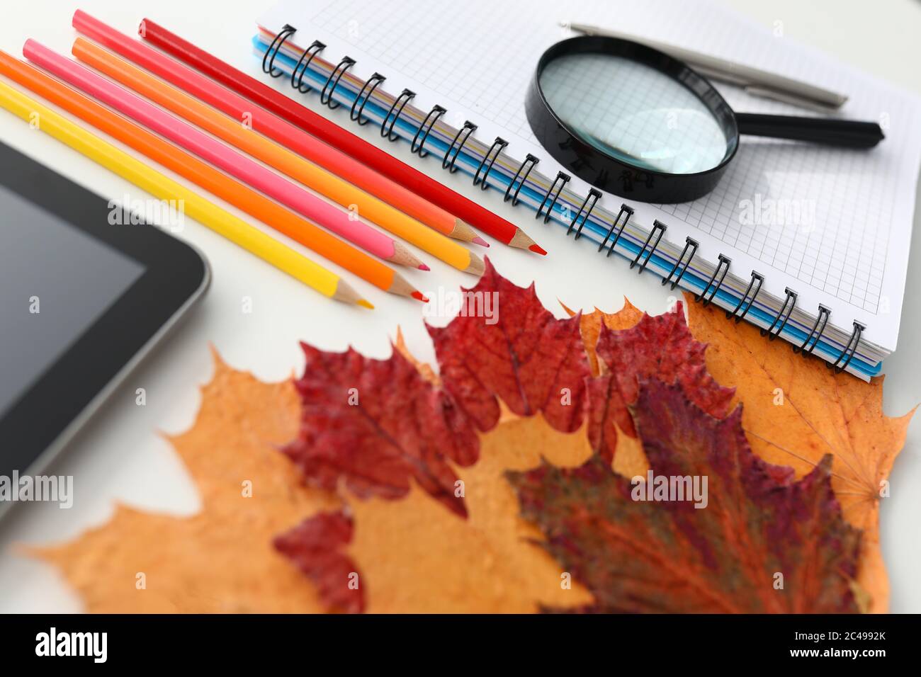 Multi-colored pencils and fallen leaves of Lena lie on white school ...