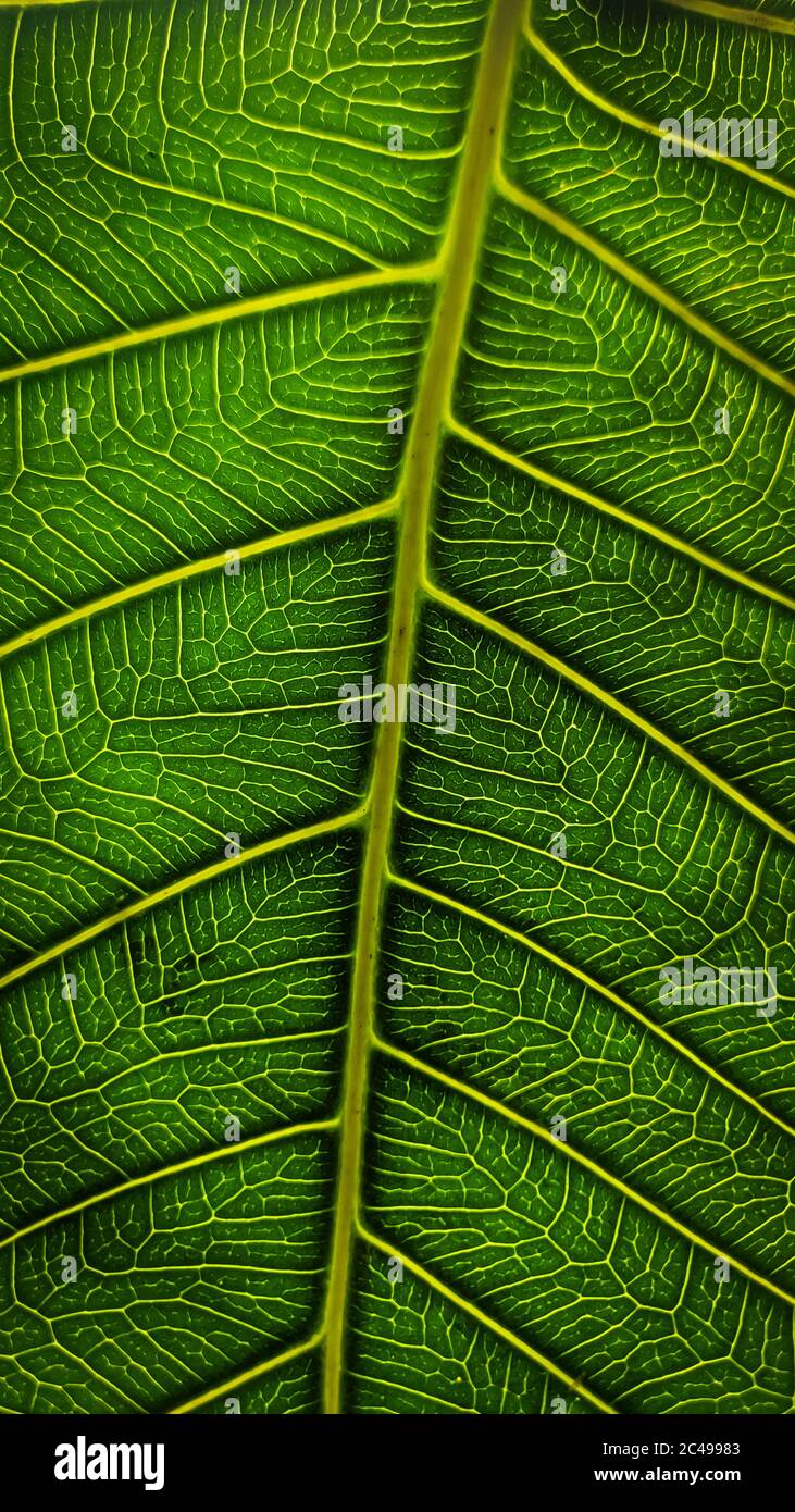 Texture of green peepal leaf hi-res stock photography and images - Alamy