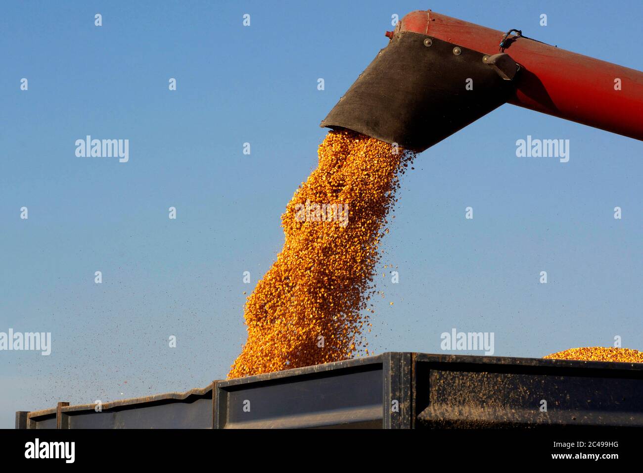 Harvesting corn using combine hi-res stock photography and images - Alamy