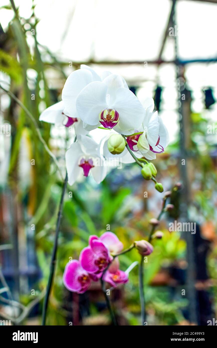 Beatiful moon orchid (phalaenopsis) with blurry background, HD Image ...