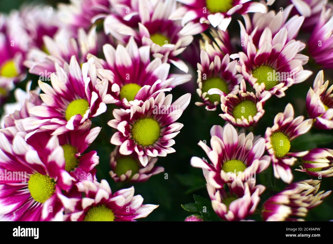 Purple chrysanthemum flower close-up, abstract background, HD Image and ...